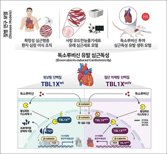 항암치료제 ‘심장독성 낮출방법 찾았다