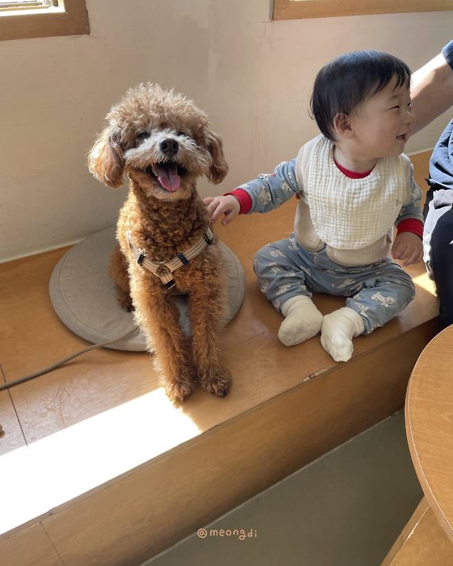 밖에서만 얌전한 강아지 키니일기