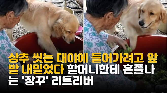 갓 태어난 새끼 토끼 너무 귀여웠는지 조심스럽게 앞발 내밀며 쓰담쓰담해주는 고양이 애니멀 플래닛