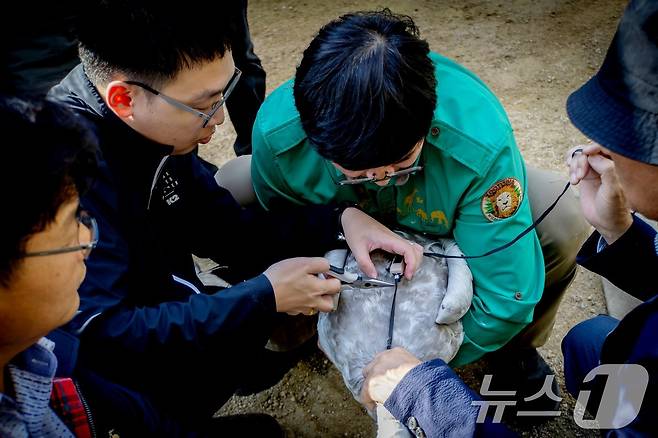 에버랜드 큰고니 세쌍둥이 야생 방사 프로젝트 추진