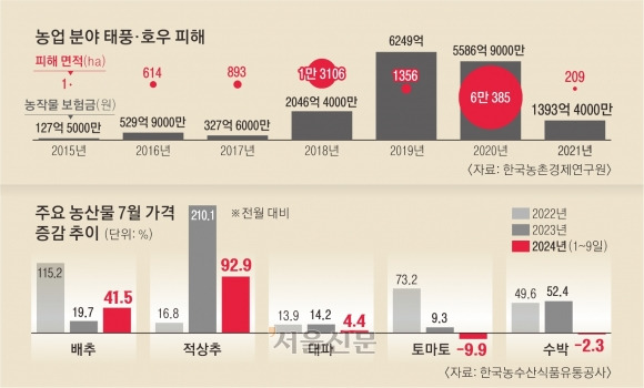 속 빈 복숭아 썩은 토마토 농부의 땀까지 삼킨 ‘도깨비 장마
