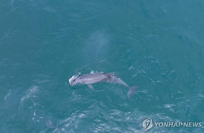 새끼 남방큰돌고래 죽어간다1년여간 10마리 이상 폐사