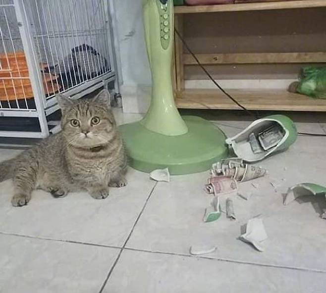 사고친 고양이 형제 덕분에 남편이 그동안 몰래 숨겨놓았던 비상금 찾아서 기쁜 아내 애니멀 플래닛