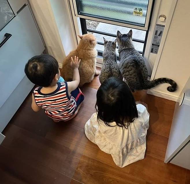 고양이들이 창문 앞에 앉아 바깥 보고 있자 그 뒤에 앉아 똑같이 따라하는 아이들 뒷모습 애니멀 플래닛