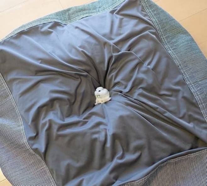 자기 소파라도 되는지 혼자 떡하니 독차지한 채로 맛있게 간식 냠냠 먹는 햄스터 애니멀 플래닛