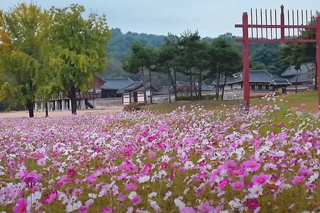 5천만송이 국화꽃과 억소리나는 가을꽃 대향연 국내 유일한 대규모 가을꽃 구경 여행지 여행을말하다