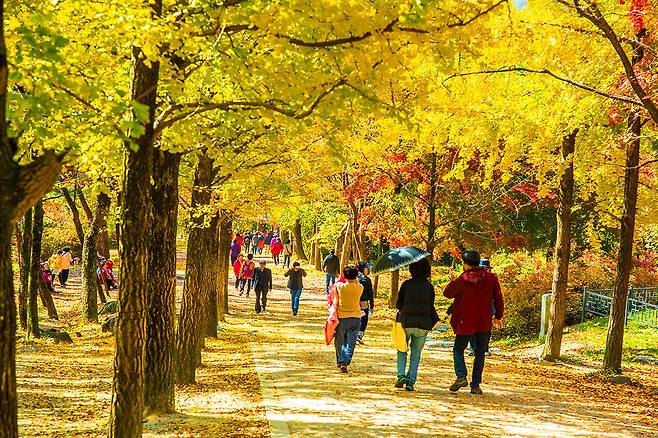 우리나라에서 가장 아름다운 10월은 여기 가을에 가봐야 할 전국 5대 은행나무 명소 여행을말하다
