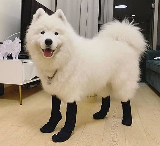복슬복슬 새하얀 털이 귀여운 사모예드 강아지에게 검정 양말 신기면 생기는 일 애니멀 플래닛