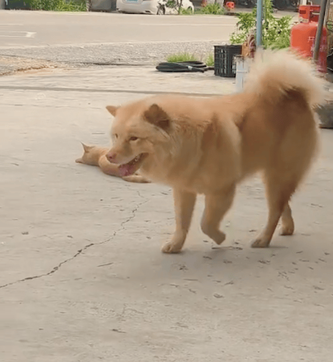 개가 고양이 밟을 뻔 했을 때 벌어지는 일 재미진
