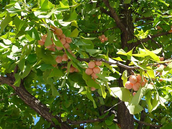 가을이면 탈탈 털리는은행나무ginkgo Maidenhair Tree 생생비즈