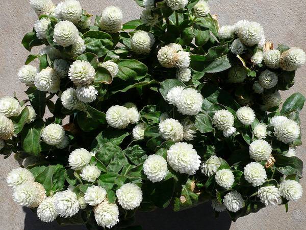 잘라서 꽃병에 꽂아둬도 3년은 간다천일홍common Globe Amaranth 생생비즈