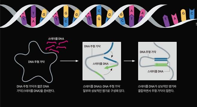 Dna 종이접기 기술 과학자들이 열광하는 이유