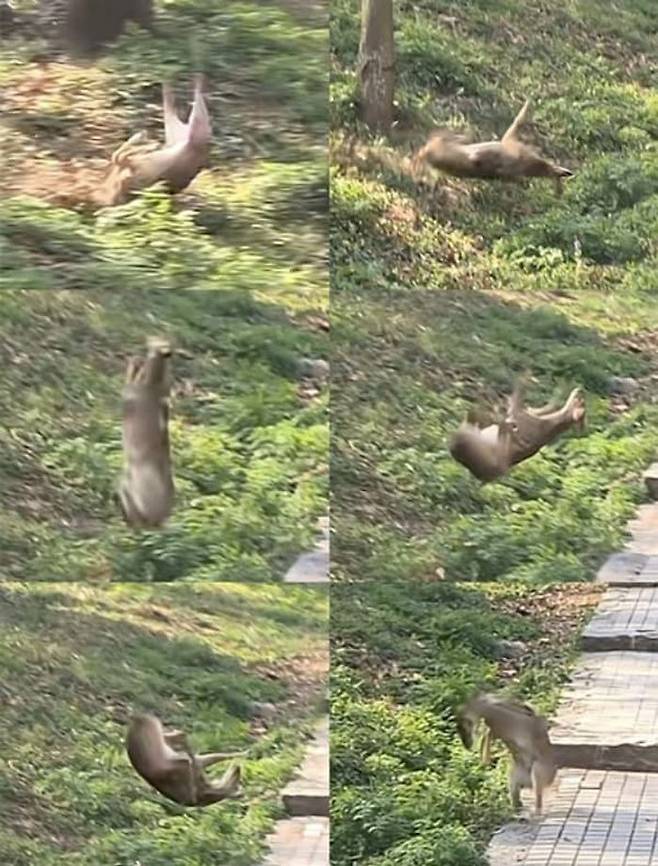 산책 중 우연히 만난 사슴에게 안녕 말 걸었더니 눈앞에 벌어진 일 애니멀 플래닛