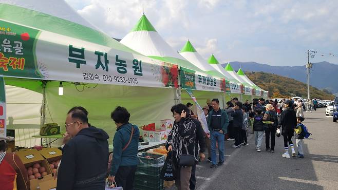 밀양 얼음골 사과 열과 피해율 20~30 정도