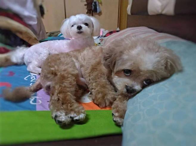 엄마의 첫 운전에 깜짝 놀란 강아지의 놀라운 반응 재미진