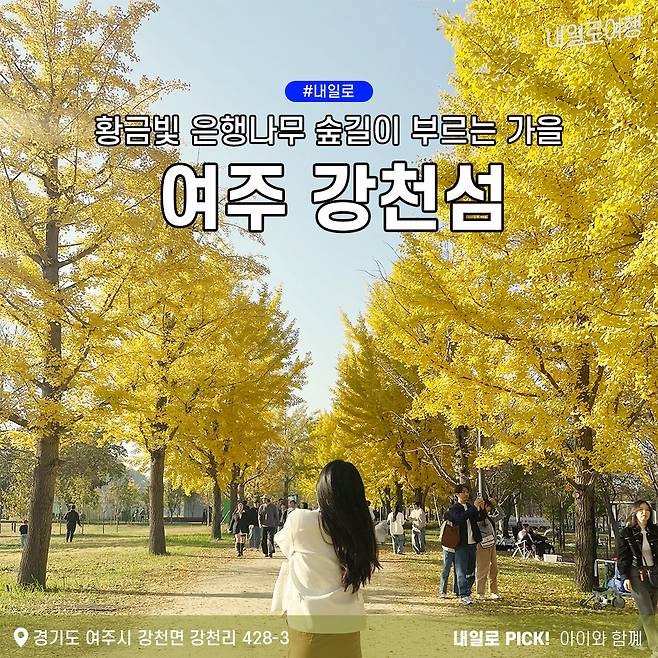 황금빛 은행나무 숲길이 부르는 가을 여주 강천섬 내일로여행