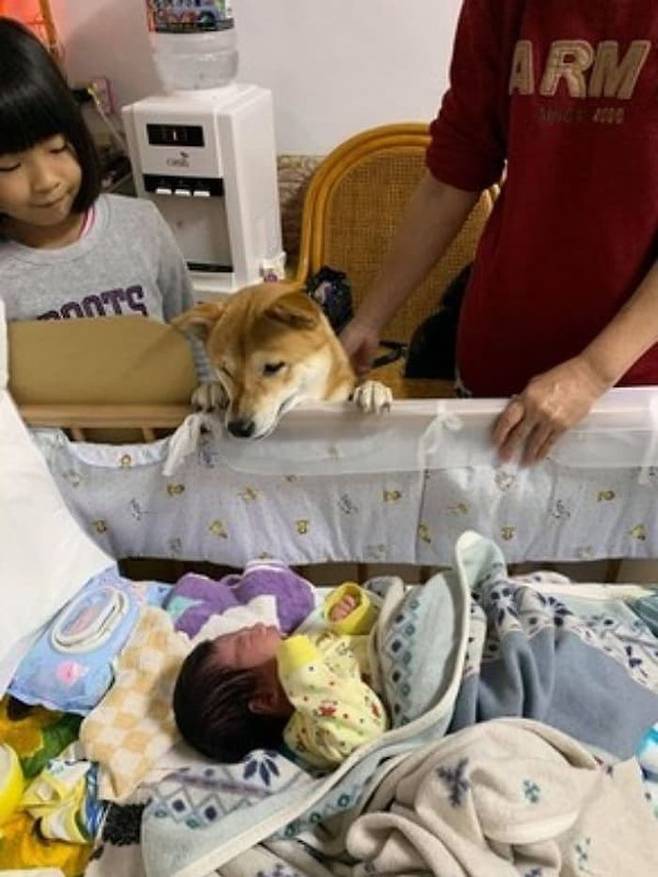 태어나서 처음 아기 얼굴 본 강아지가 보인 귀엽고 사랑스러운 반응 애니멀 플래닛