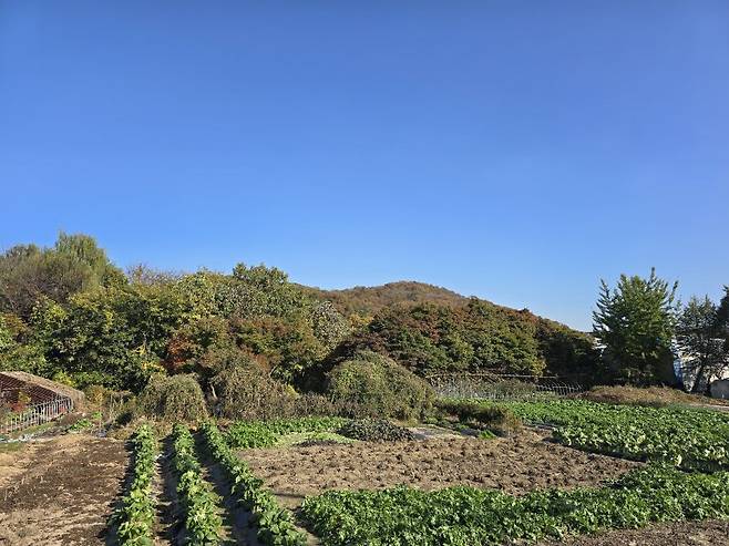 땅 사도 대박 기대 어렵다 사흘만에 문의전화 뜸해져 그린벨트 풀린 서리풀지구 가보니