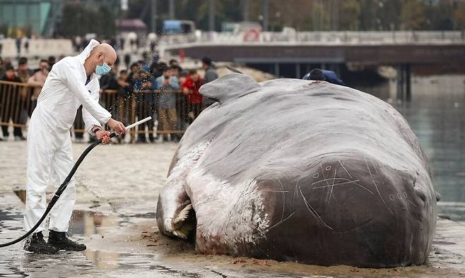 16m 고래 ‘사체 악취 풍기며 4천km 이동보라 인간이 한 일을