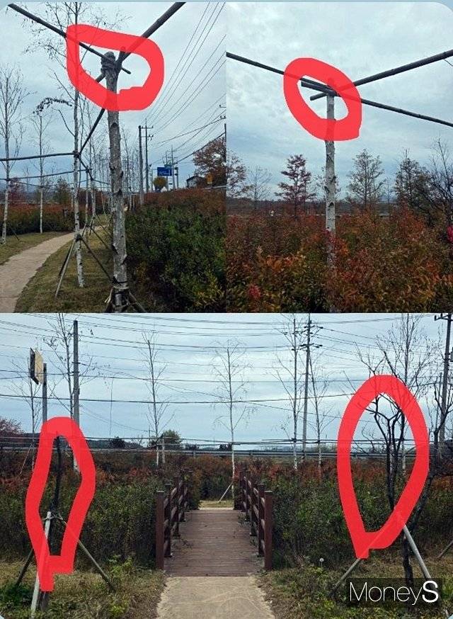 의성군 미세먼지 차단 숲 조경식재 부실 논란