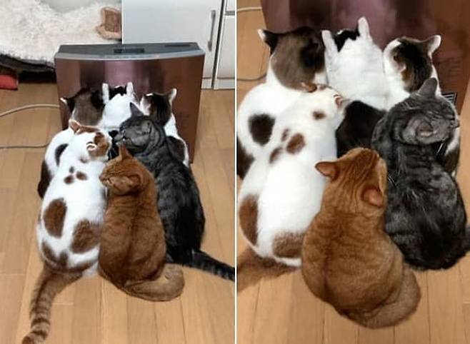 전기온풍기 앞에 하나둘씩 모여 앉아 몸 녹이고 있는 고양이들의 뒷모습 애니멀 플래닛