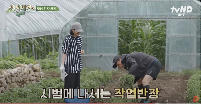 삼시세끼에서 무려 800만원대 샤넬 후디 입고 감자 캔 여배우 웰니스라이프
