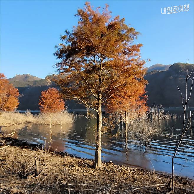 걷고 싶은 가을 숲길아직 늦지 않았어 내일로여행