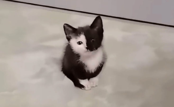 조로 가면 쓴 흑백 고양이 가족 깻잎 머리 고양이까지 흑백 고양이들을 소개합니다 재미진