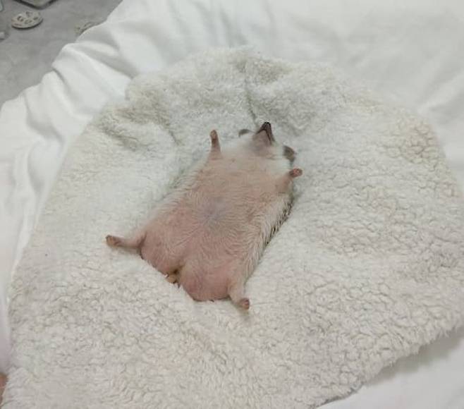 자기 침대 놔두고 굳이 집사 침대 위에 올라가서 배 내보이고 자는 고슴도치 애니멀 플래닛