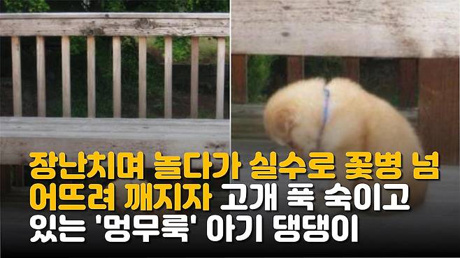 눈이 펑펑 많이 내리는데 강아지가 집에 안 들어오길래 바깥 상황 살펴보니 애니멀 플래닛