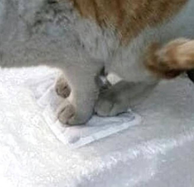 추위에 떨고 있는 길고양이에게 핫팩 챙겨줬더니 잠시후 벌어진 상황 애니멀 플래닛
