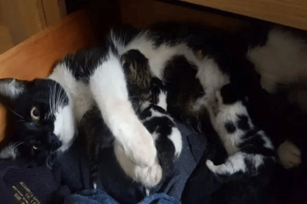 크리스마스의 기적 행복한 고양이 가족을 소개합니다 재미진