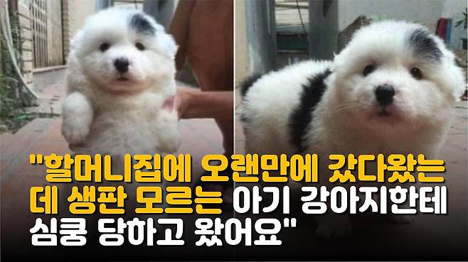 강아지가 매주 월요일만 되면 같은 시간 문앞에 떡하니 앉아있는 반전 이유 애니멀 플래닛