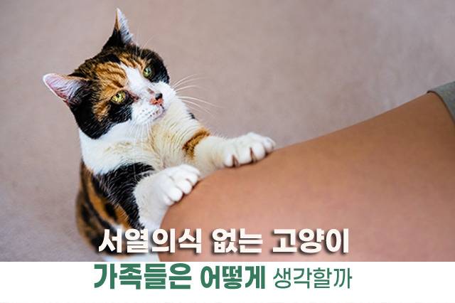 고양이가 목욕 또는 샤워하는 집사를 문 밖에서 기다리는 심리 4 캣랩