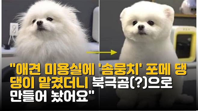 화려한 대형 크리스마스트리 속에 숨어 있다는 길고양이들 위한 비밀 공간 애니멀 플래닛