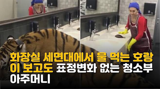 양손으로 꽉 쥔 사과 냠냠 먹으면서 세상 행복한 표정 짓는 레서판다 애니멀 플래닛