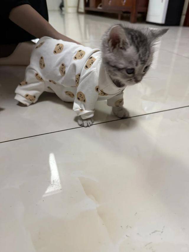 이게 고양이야 인형이야 아기 옷 입은 고양이의 역대급 귀여움 재미진