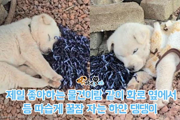집에서 납치될 뻔한 꼬마 주인 구해낸 용감한 개맹렬히 짖어 쫓아내 노트펫