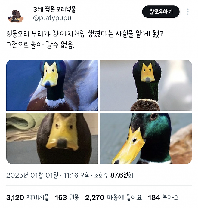 강아지처럼 생겼다는 청둥오리의 부리 에펨코리아