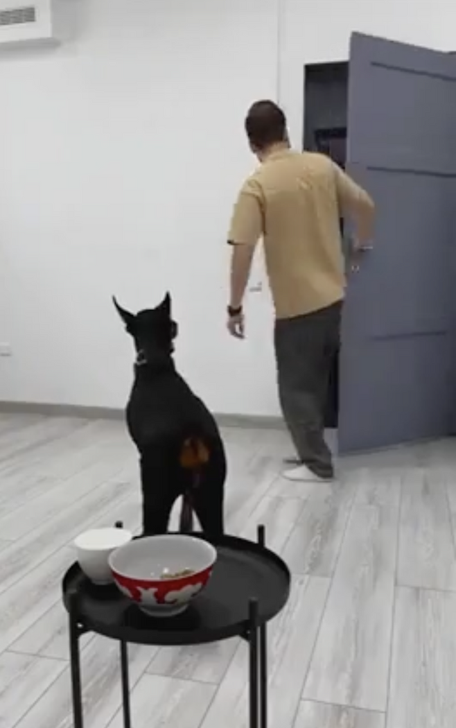 강도 상황에서도 밥 도베르만의 의외의 행동 디피펫