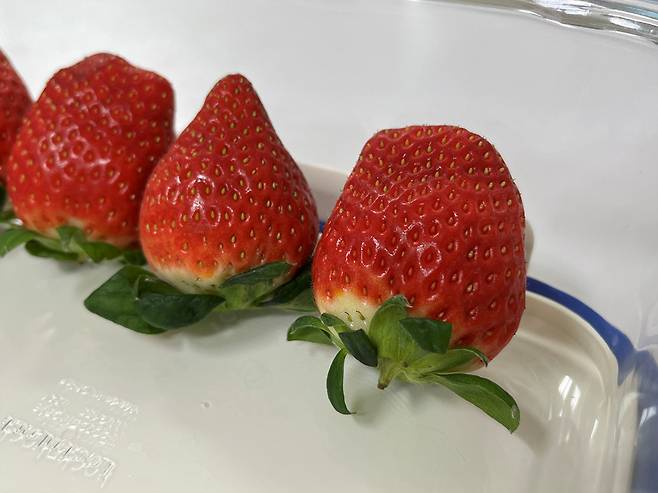 딸기를 냉장고에 그냥 두지 마세요 이렇게 하면 먹는 내내 싱싱함 그대로 텐꿀팁