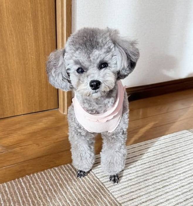 목욕하고 싶다며 욕조 붙잡더니 혼자서 열심히 폴짝폴짝 뛰는 강아지 애니멀 플래닛