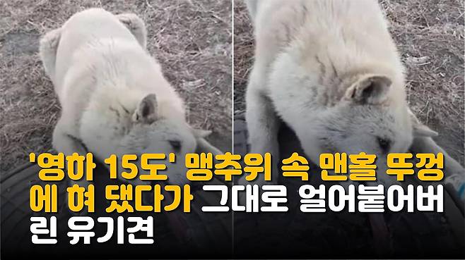 수면위로 나왔다가 01초만에 얼어붙은 수염 보고 당황한 물개 애니멀 플래닛