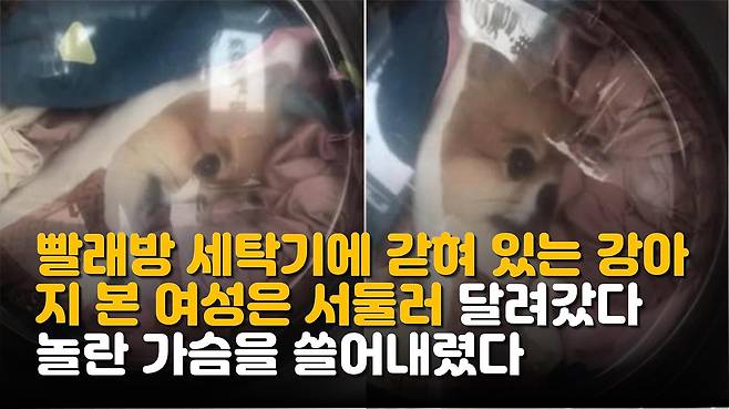 탈출하지 말라고 잔소리 했더니 어이없게도 햄스터가 귀를 막고 있네요 애니멀 플래닛