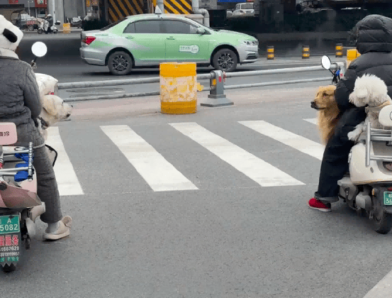골든리트리버와 래브라도가 서로 외면하는 이유 재미진