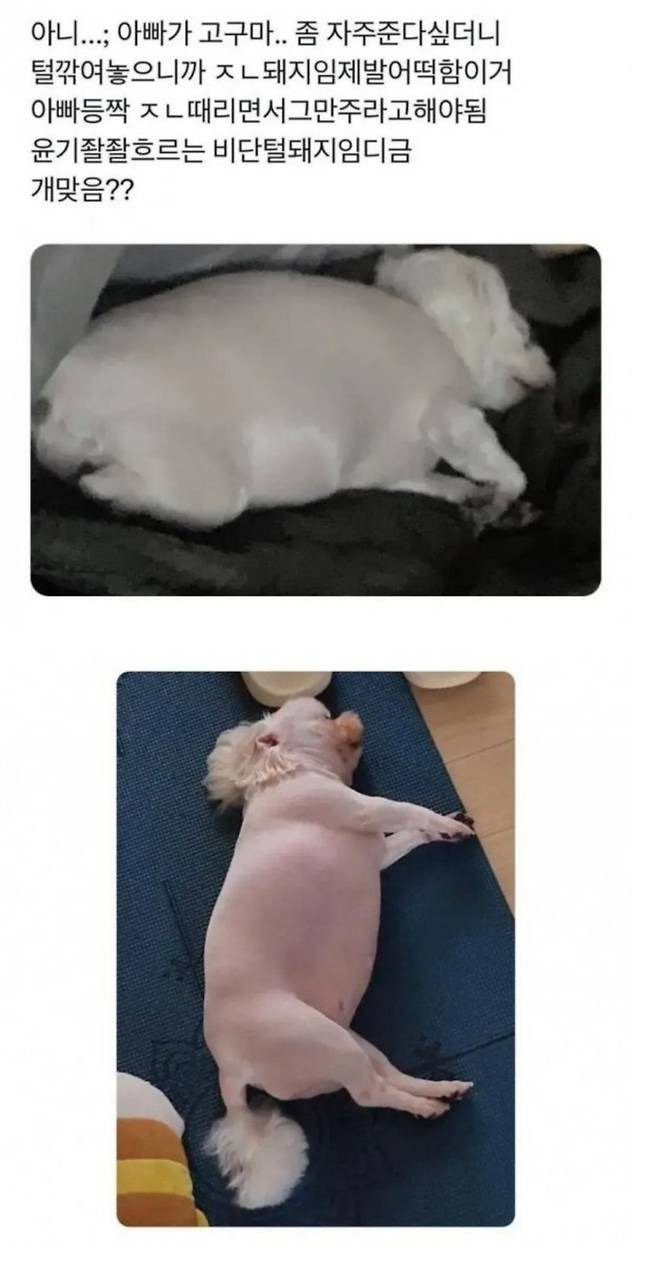 강아지 털찐 줄 알고 털 밀었더니 ㅋㅋㅋ 해피니스