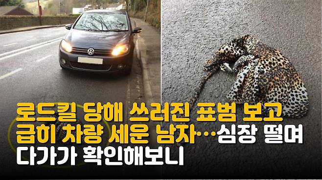 침대 누우려고 했던 집사가 아기 고양이 때문에 심장 붙잡은 이유 애니멀 플래닛