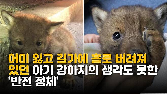 울집에 분명히 강아지를 키우고 있었는데 알고보니 토끼였나봐요 애니멀 플래닛