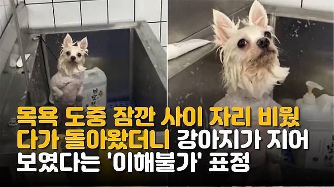 목욕하자~ 엄마 한마디에 갑자기 사라진 댕댕이들이 보인 행동 애니멀 플래닛