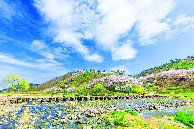 1년 새 관광객 5배 증가 170만명 방문한 국내 최장 출렁다리 여행을말하다
